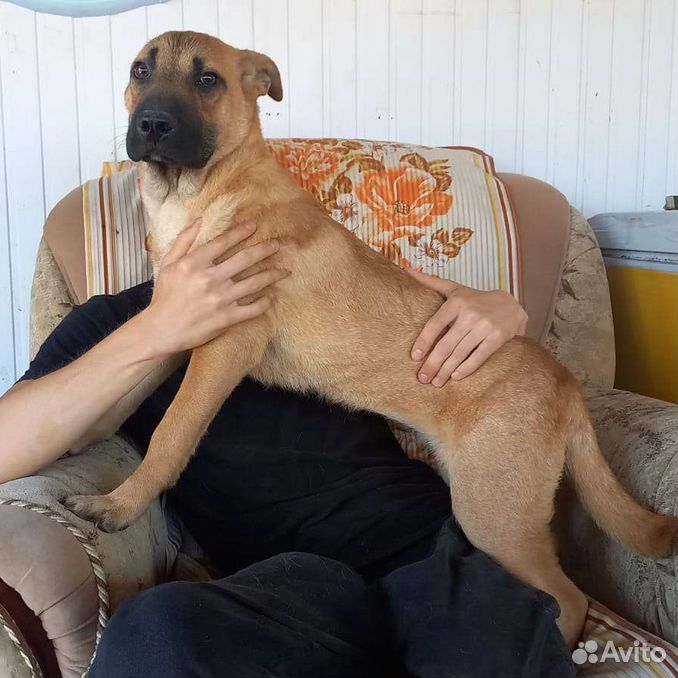 Собака Шейла, 6 мес., потомок шарпеев