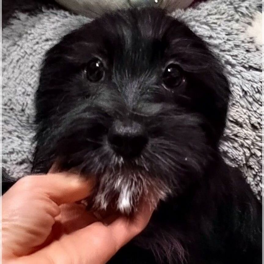 Мальчишки мальтипушки