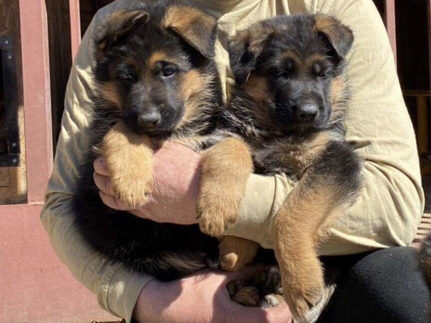 Питомник Мощных немцев