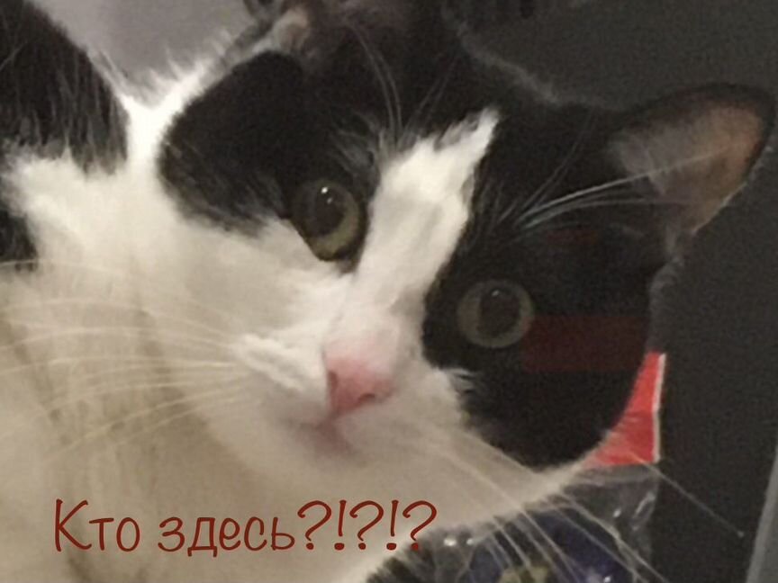 Коля и Гриша