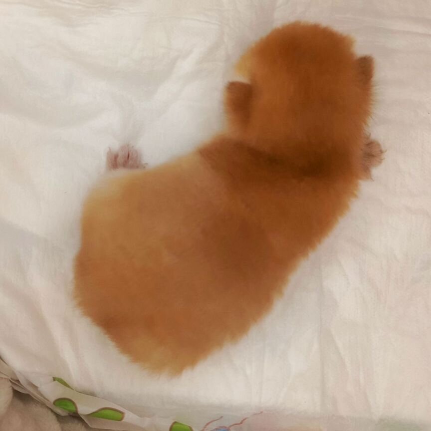 Котята золотая шиншилла