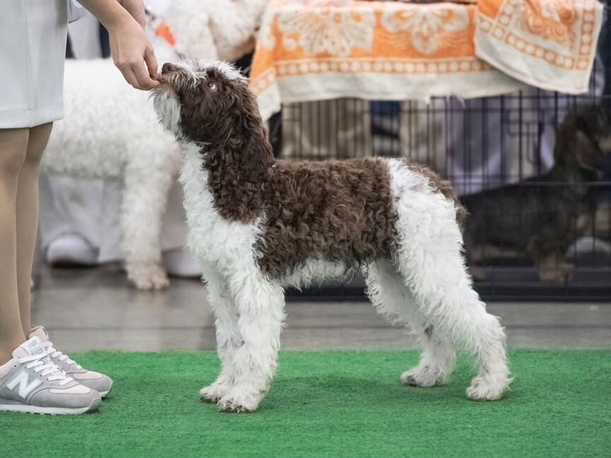 Лаготто романьоло щенок мальчик