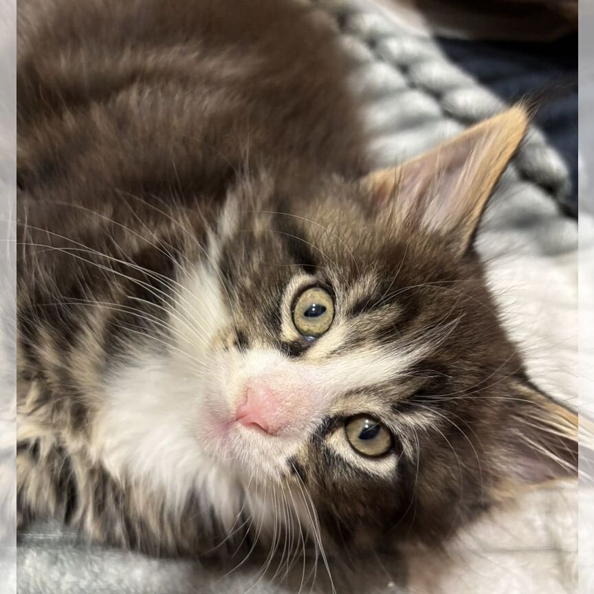 Мейн-кун котёнок