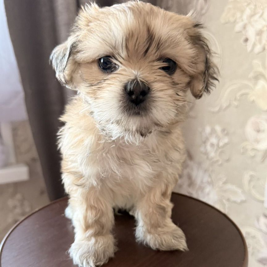 Ши-тцу, щенок