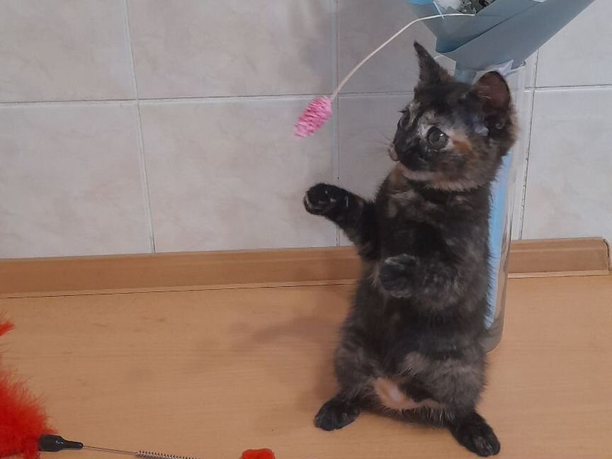 Ириска котёнок 2 месяца