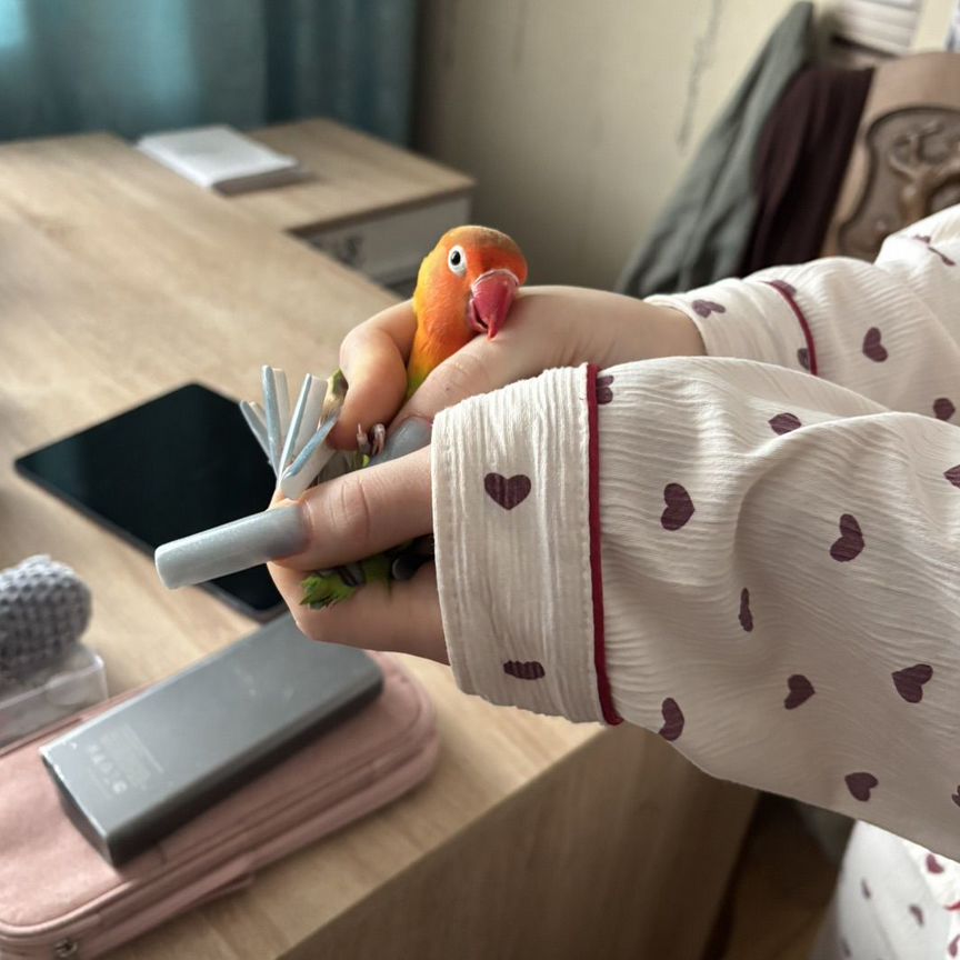 Попугай неразлучники с клеткой