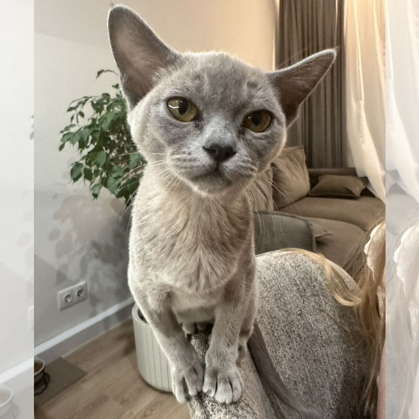 Европейский бурманский котёнок