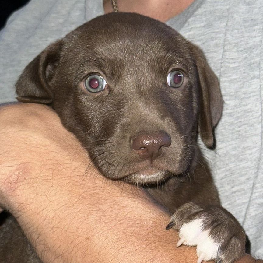 Щенки курцхаара