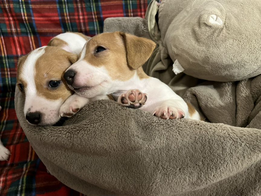 Джек Рассел терьер