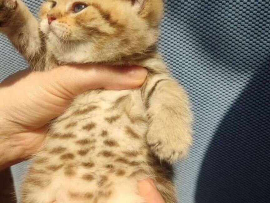 Клубные британцы золотая шиншилла