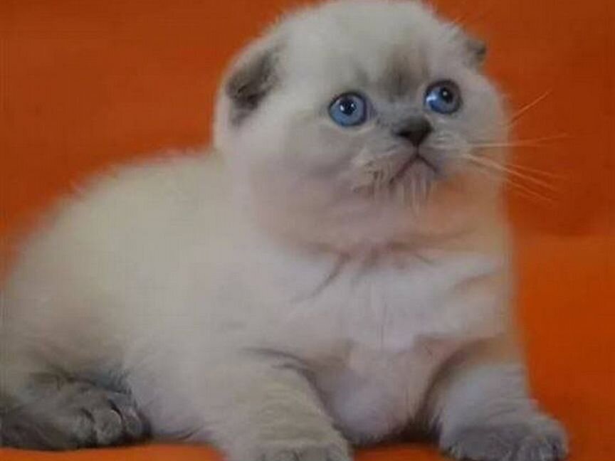 Элитный клубный вислоушка