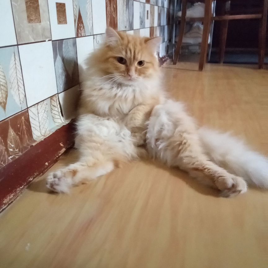 Кот Марсель