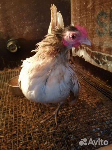 Курочка и цыплята Серама