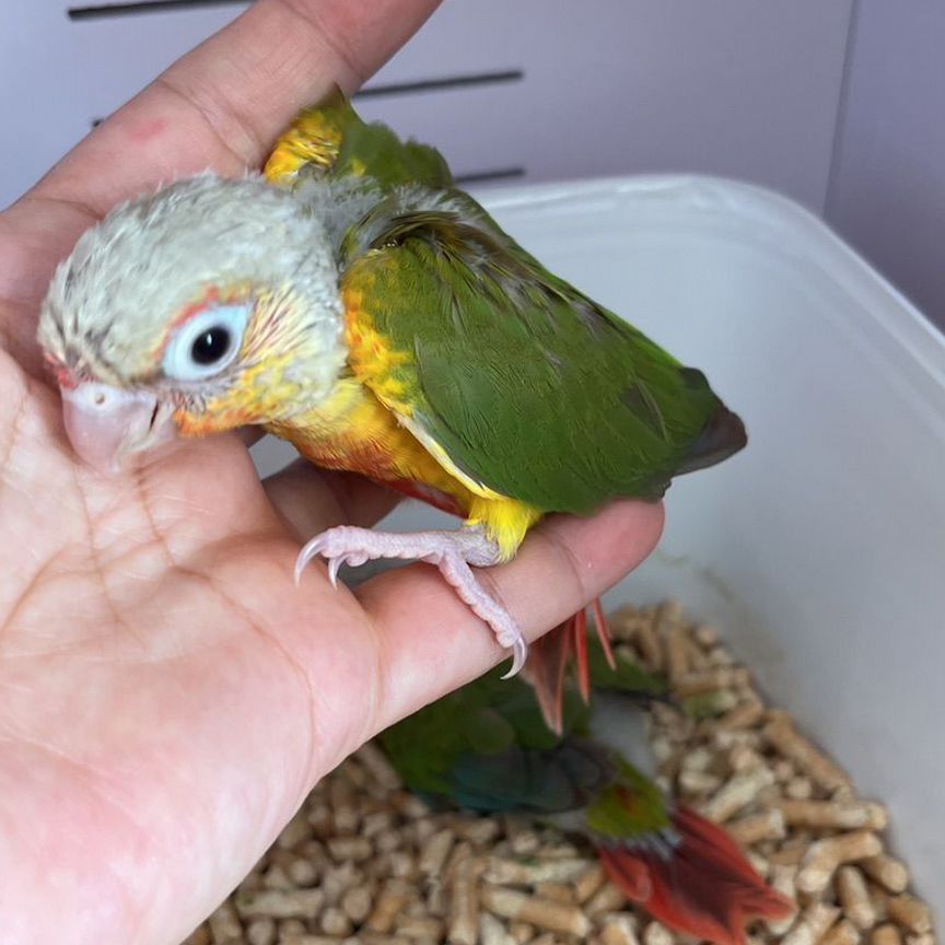 Попугай пиррура выкормыш