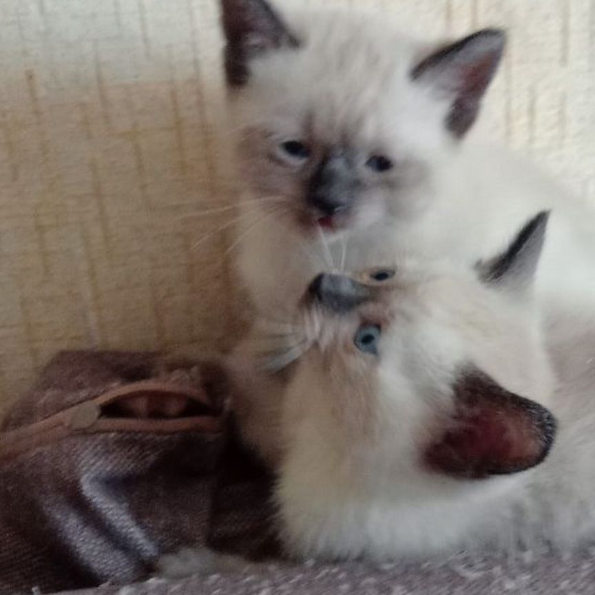 Сиамский котёнок