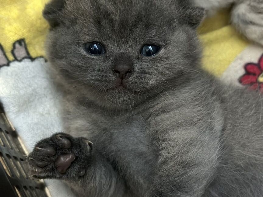 Шотландские чистокровные котята вислоухие