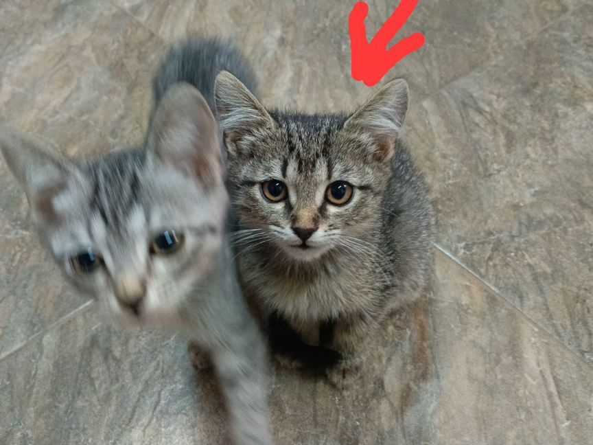 Котята в добрые руки