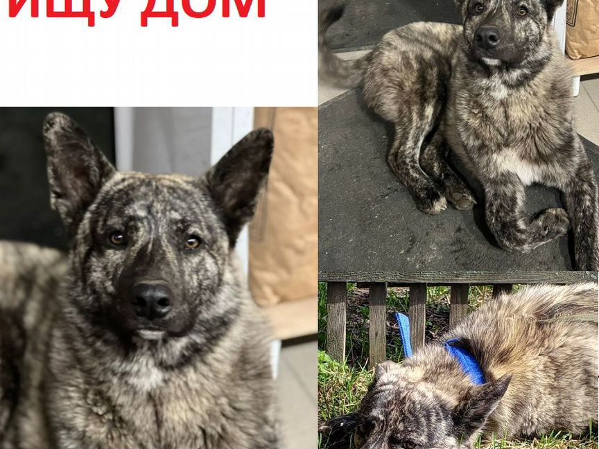 Прекрасный пес ищет семью