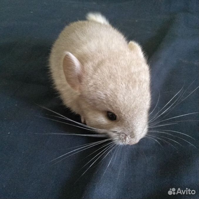 Шиншиллы Бархатная пастель