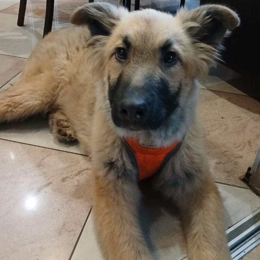 Бельгийская овчарка, щенок