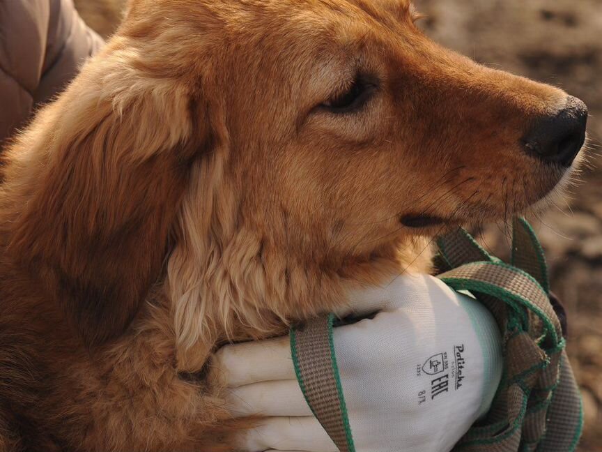 Собака Друг в дом или квартиру