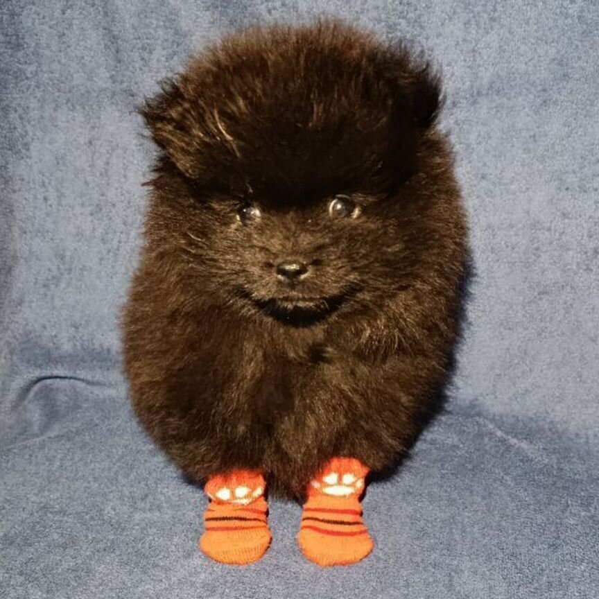 Померанский шпиц, щенок