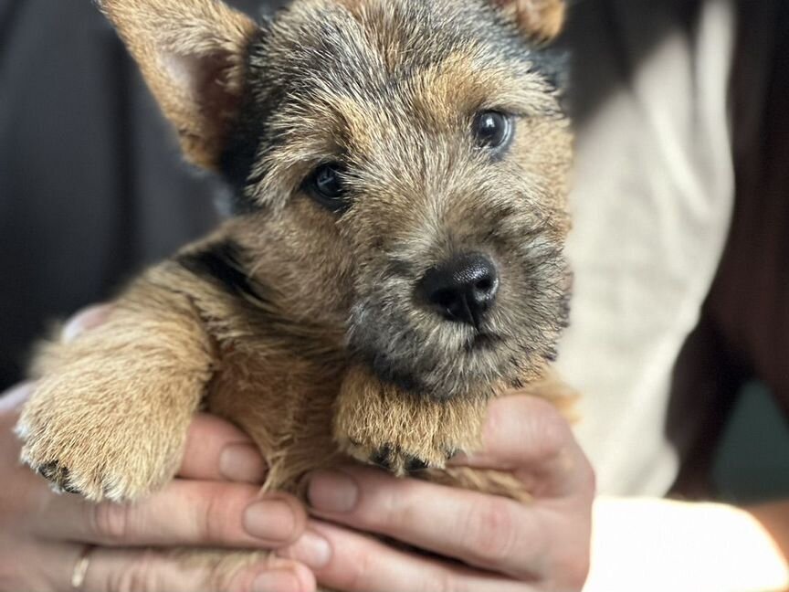 Норвич терьер