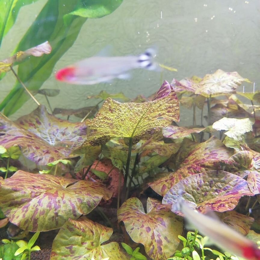 Нимфея красный лотос