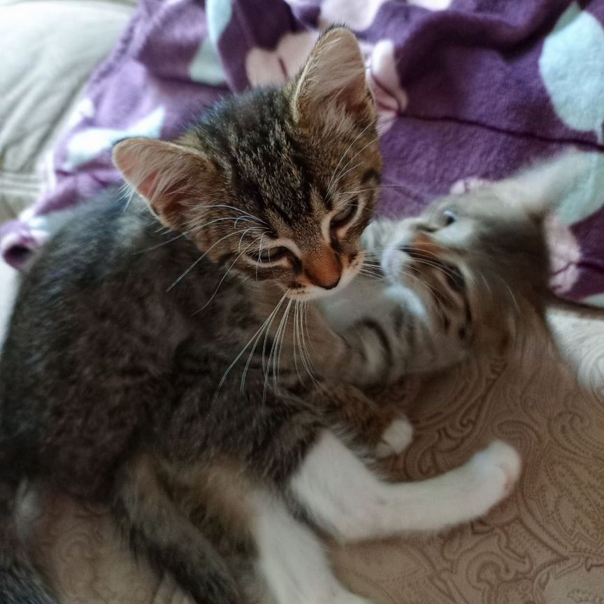 Котята в добрые руки бесплатно
