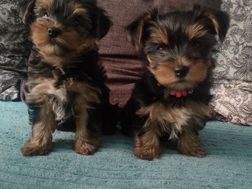 Йоркширский терьер щенки