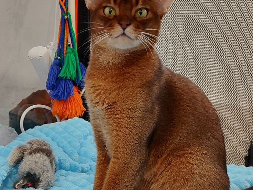 Абиссинская кошка