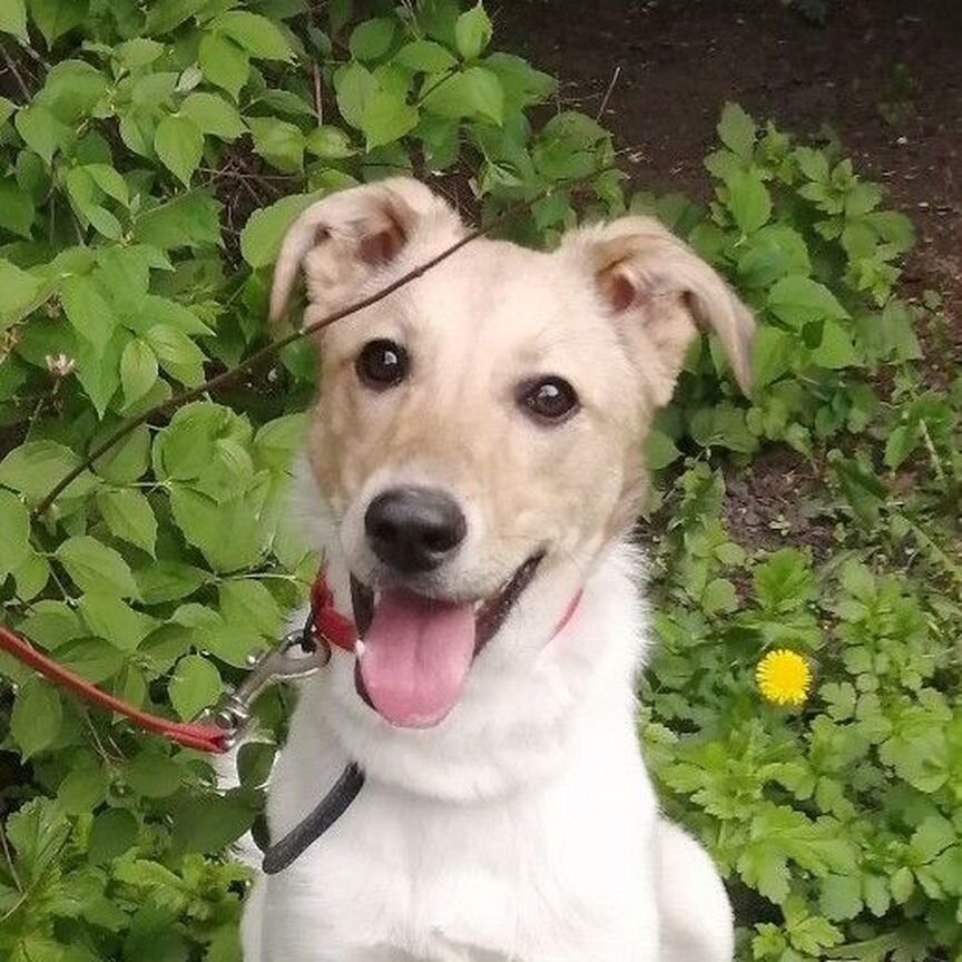 Милашка в добрые руки, 6 мес