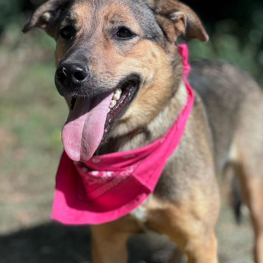 Мина щенок из приюта в поисках семьи