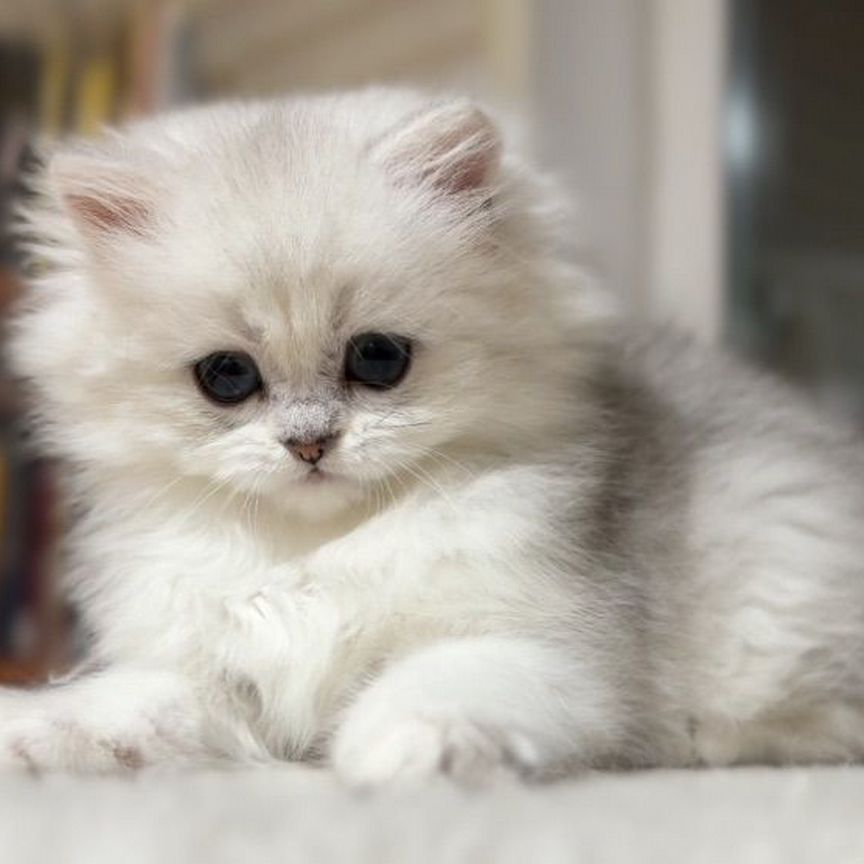 Шотландская куколка