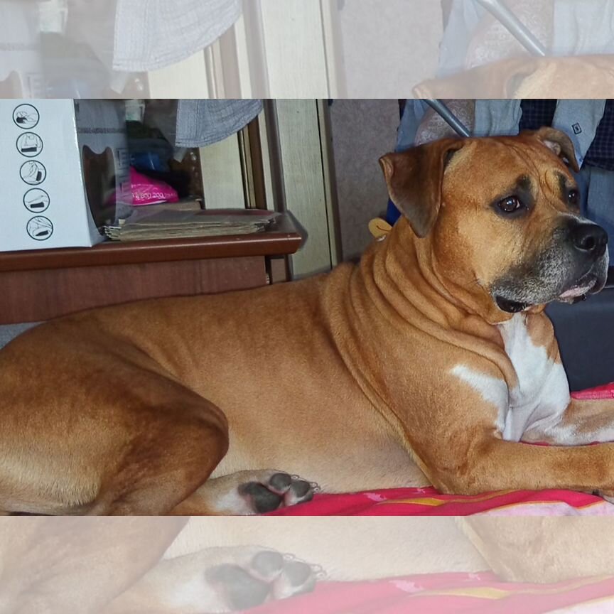 Американский стаффордширский терьер, взрослый пёс