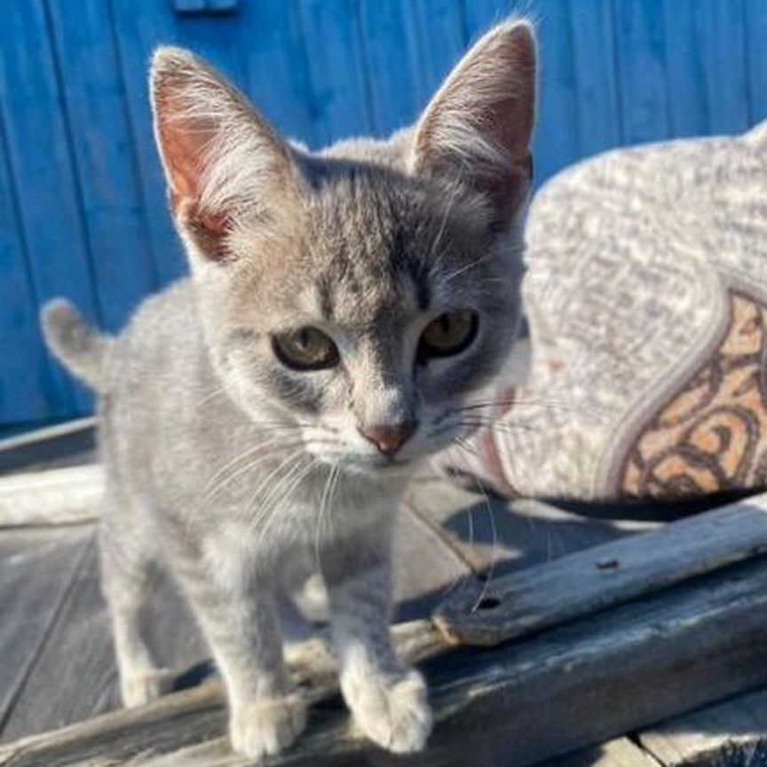 Отдам котенка в добрые руки