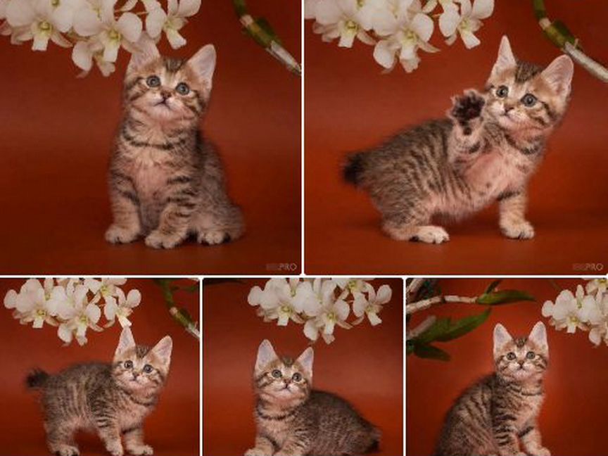 Котята. Курильский бобтейл
