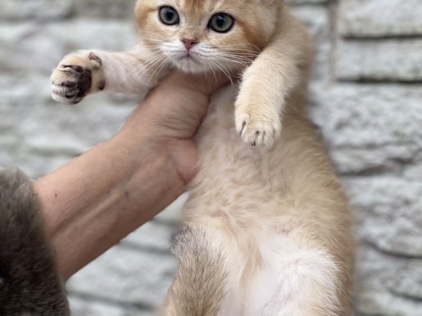 Шотландские золотые котята