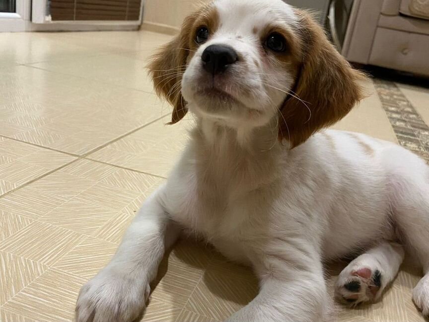 Бретонский эпаньоль