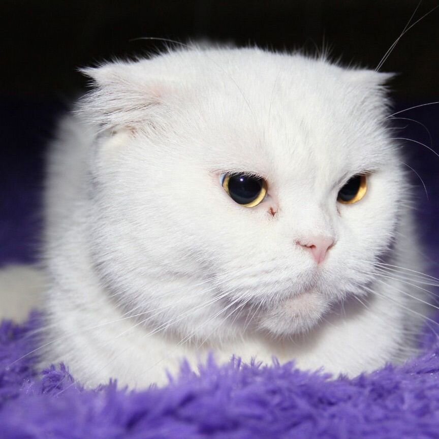 Шотландская вислоухая короткошёрстная кошка, взрослая