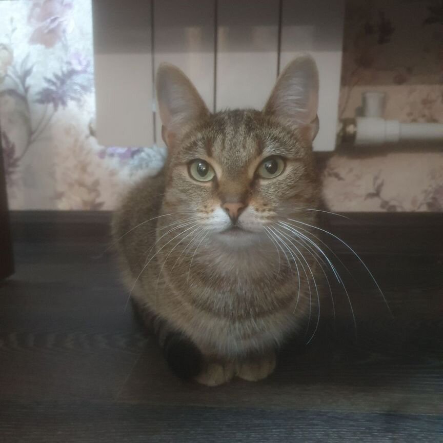 Кошка 1,4 года