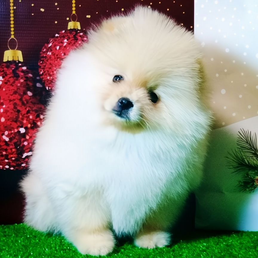 Померанский шпиц, щенок