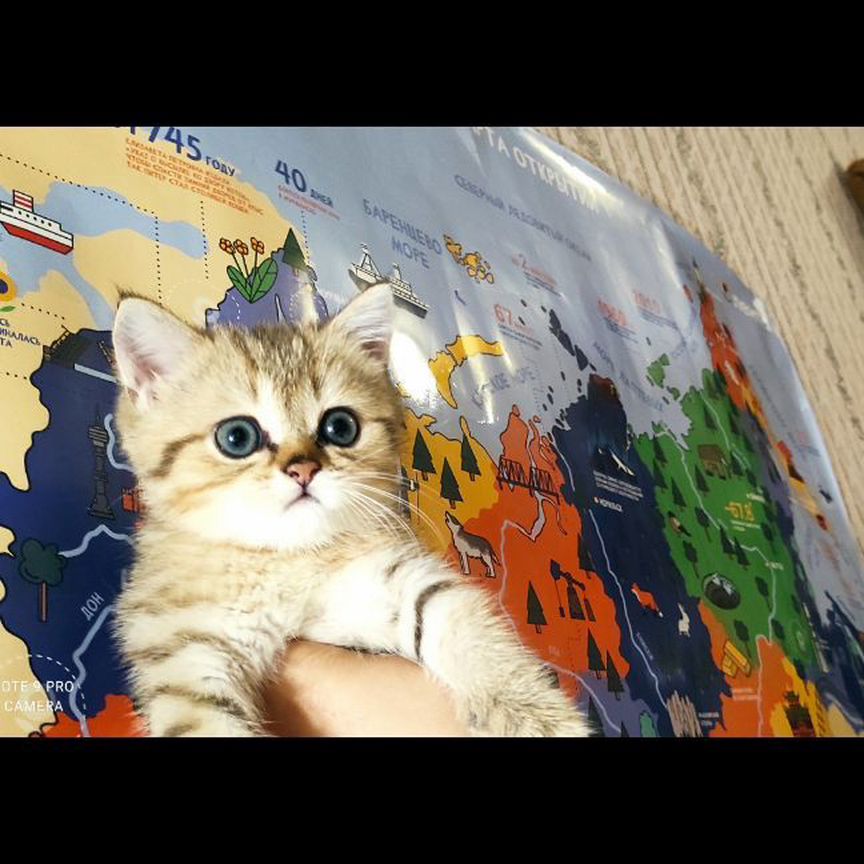 Котята в добрые руки приучены к лотку