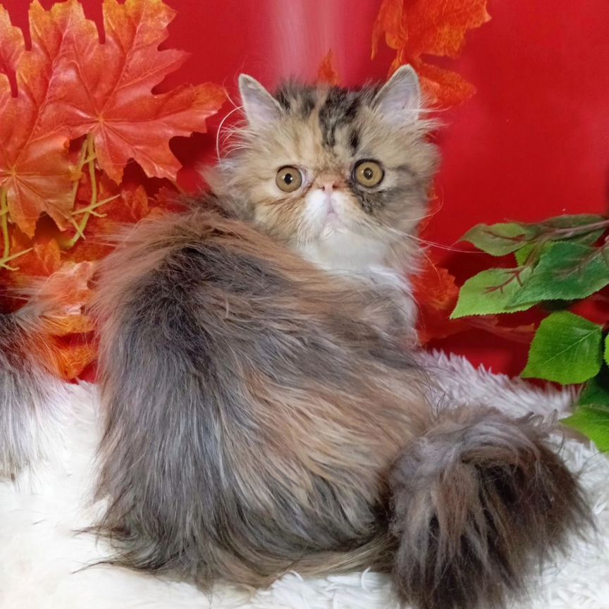 Персидская девочка