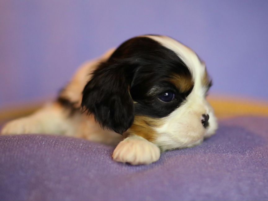 Кавалер кинг чарльз спаниель