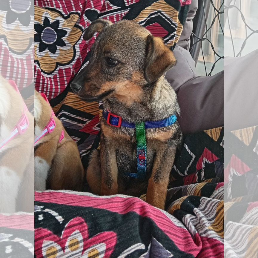 Щенок в добрые руки