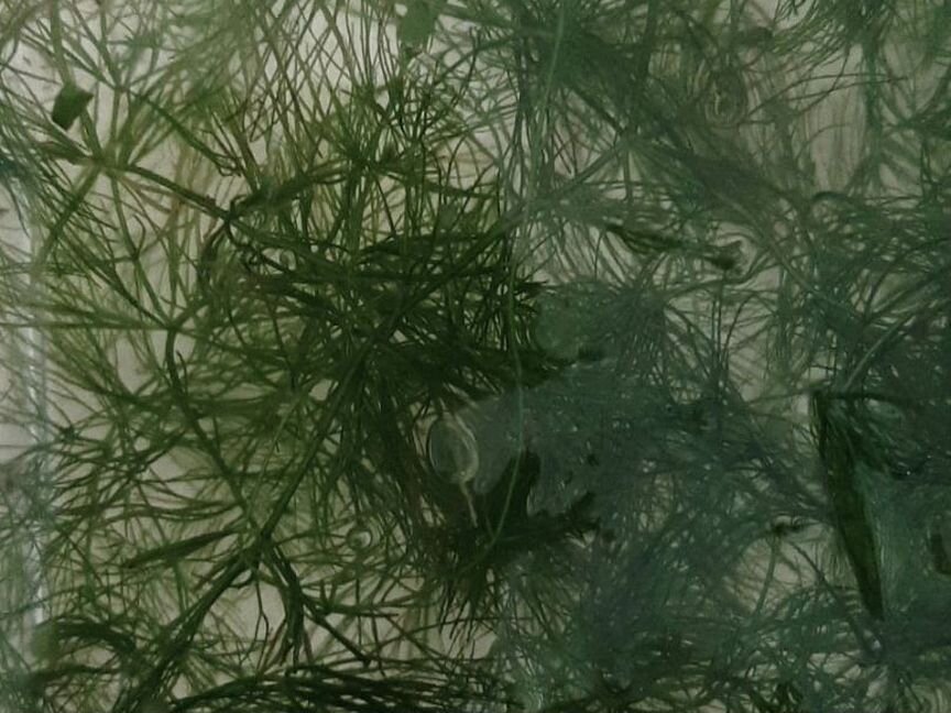 Авариумные растения, улитки бесплатно