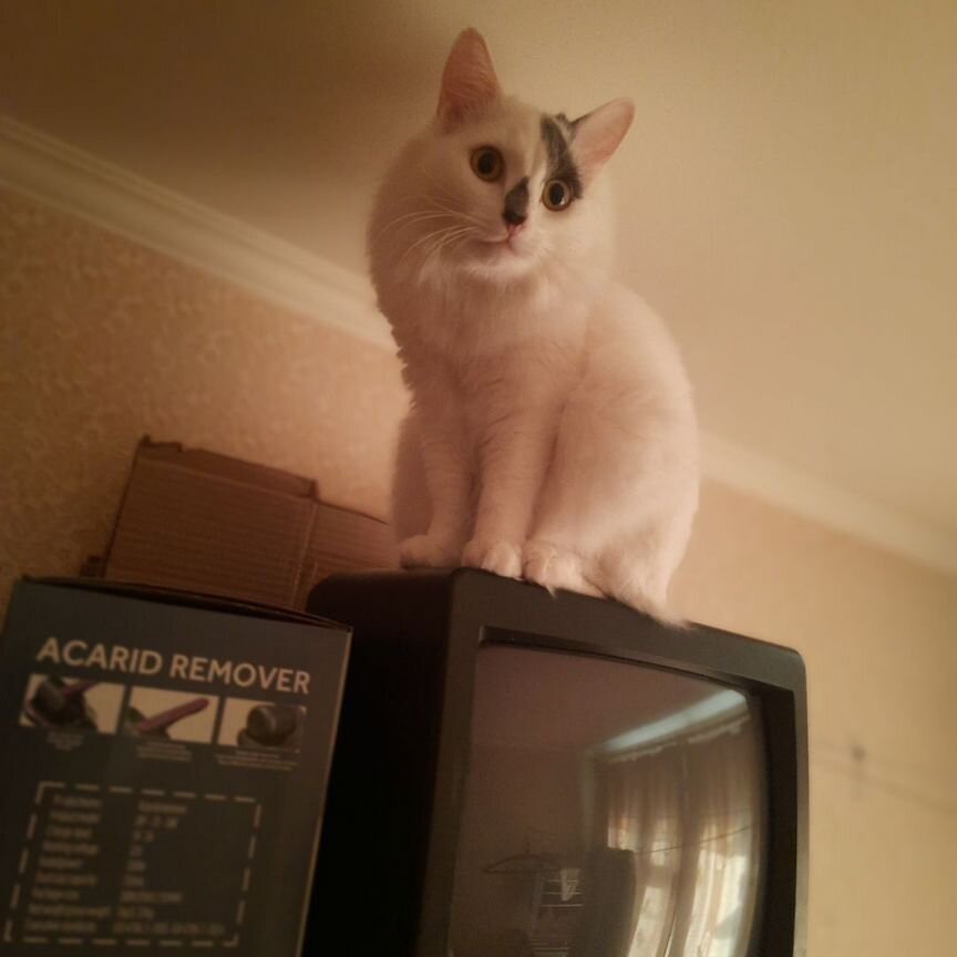 Кот Каспер