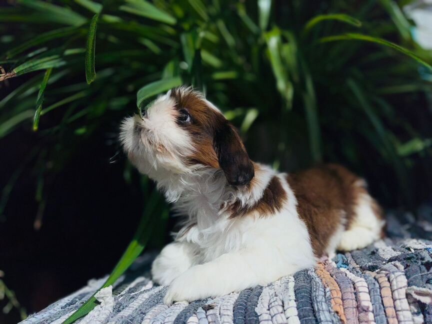 Красное золото (девочка)