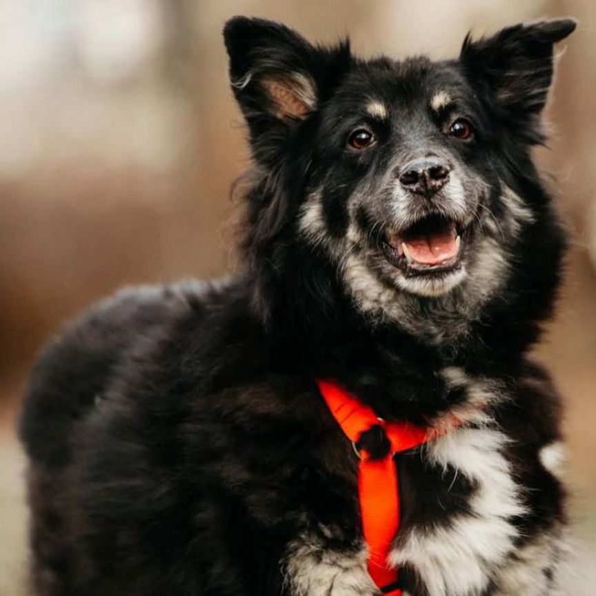 Взрослая собака в добрые руки